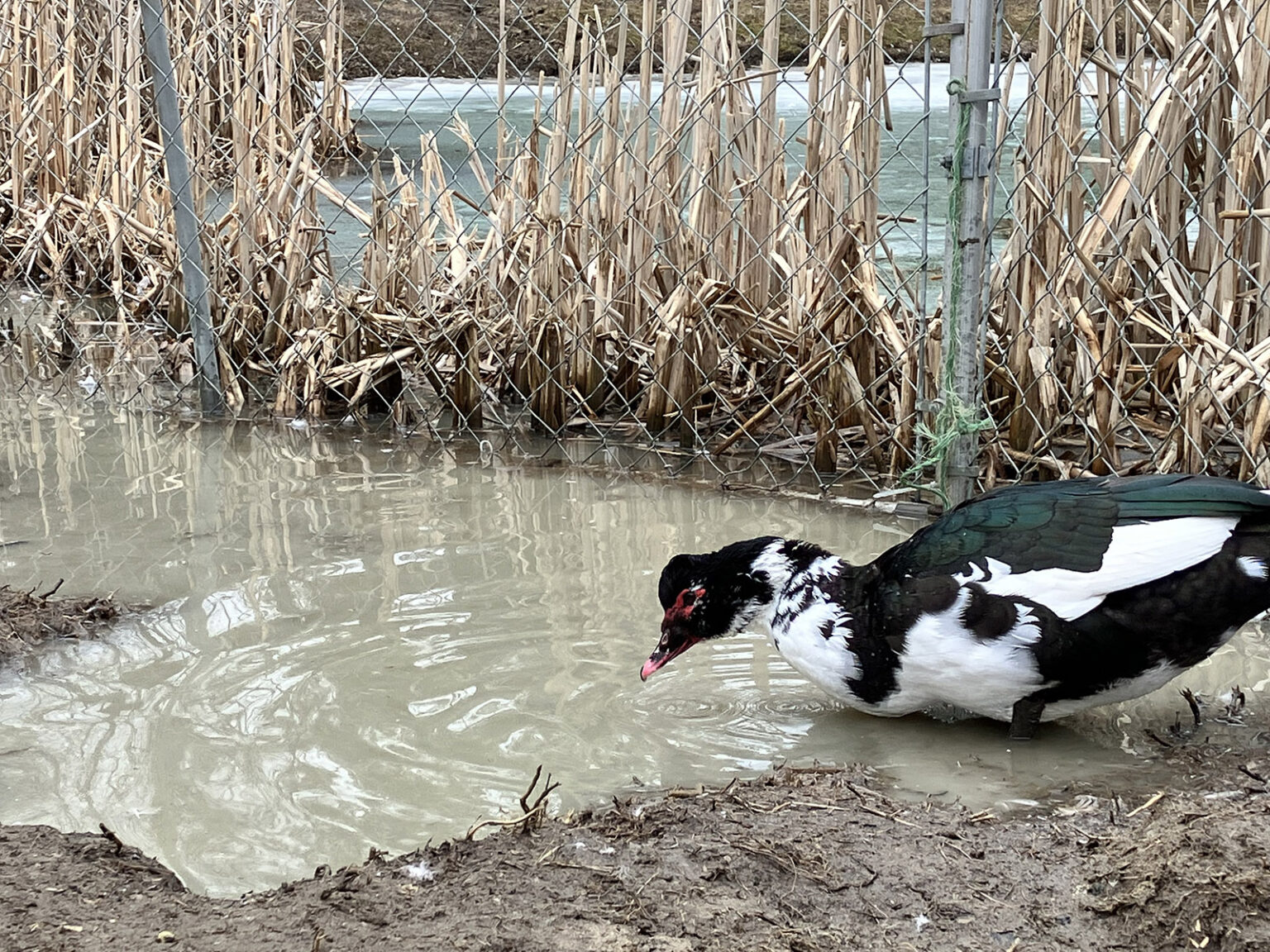 Effects of Flooding on Crops & Livestock - Countryside